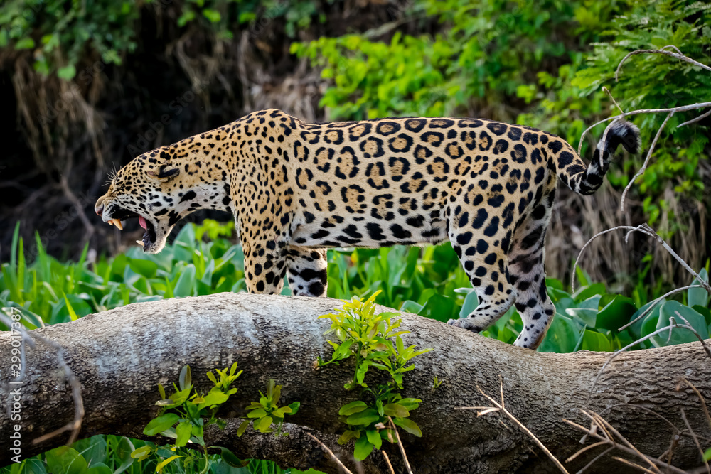 Jaguar Standing