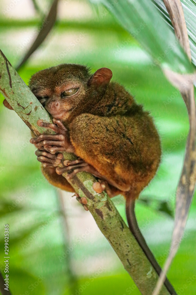 Tarsier (Carlito syrichta) native to the Philippines is the smallest ...