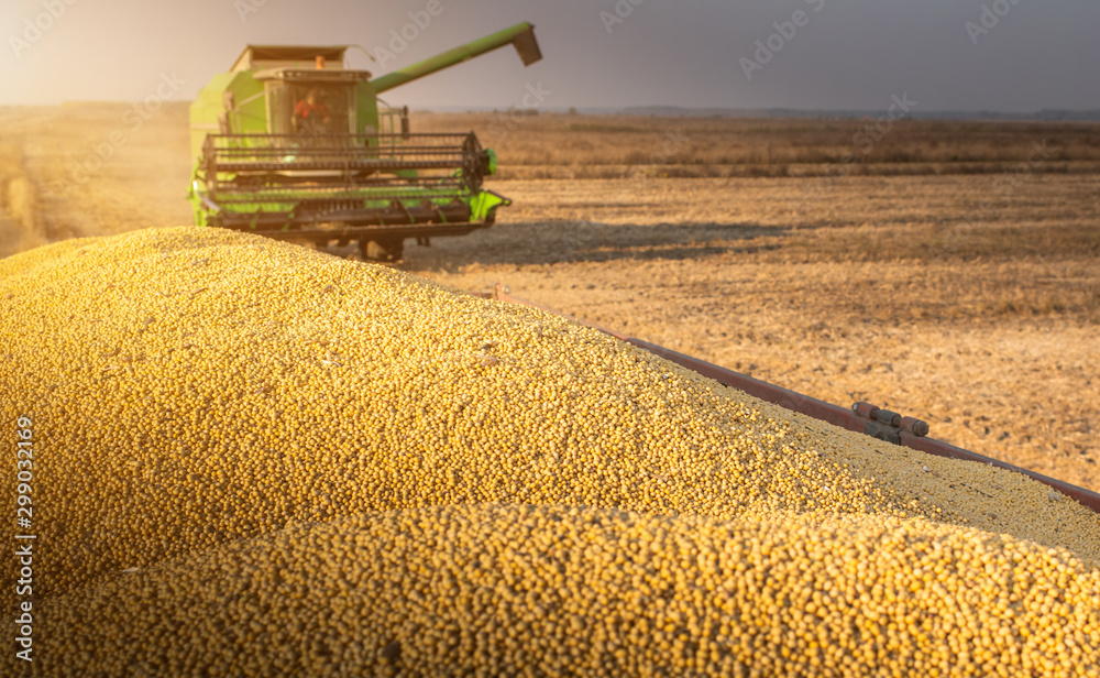 Combine harvester harvesting soybean at field. Stock Photo | Adobe Stock