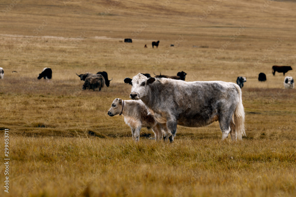 The pet in Mongolia is the yak sarlag (Bos mutus). A herd of yaks in a ...