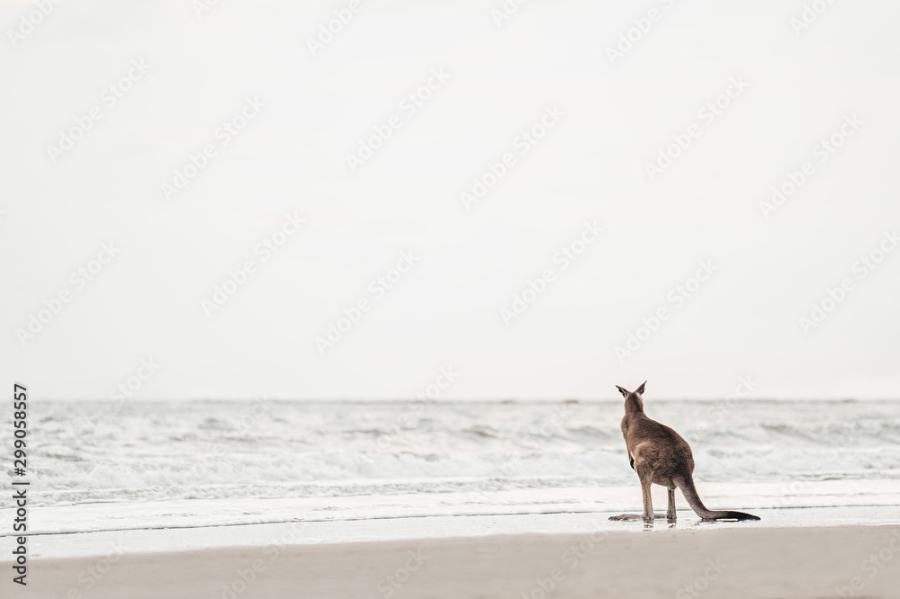 Kangaroo watches the Ocean at the Beach Stock Photo | Adobe Stock