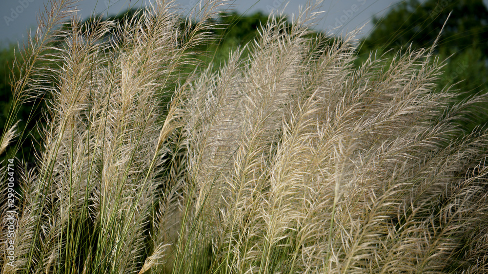 Bengali: Kashful. Common name: Wild sugarcane. Botanical name ...