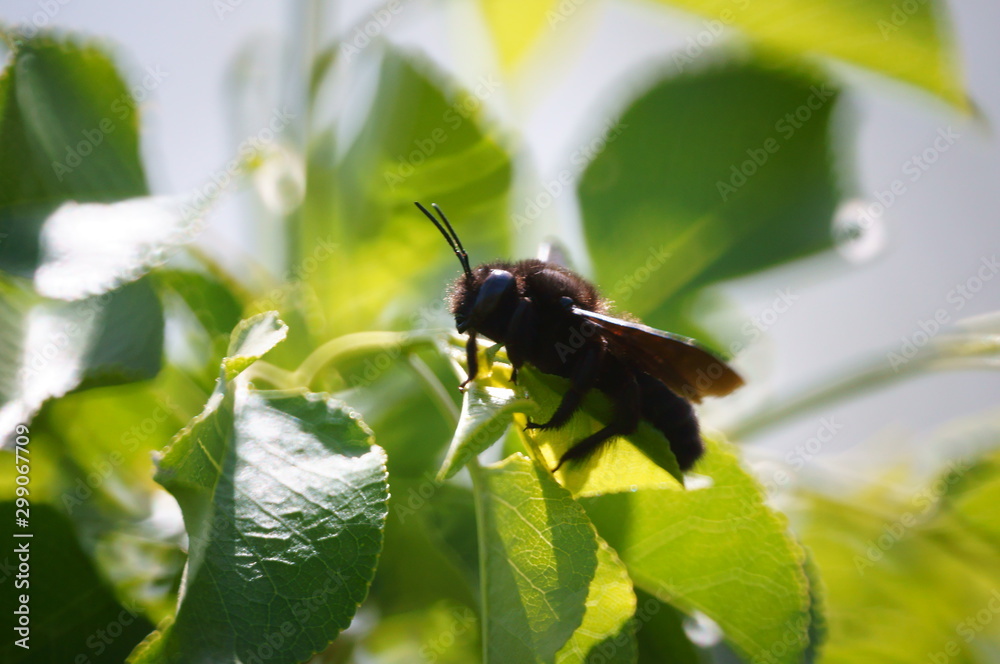 Bumblebee-the carpenter in the green foliage. Insects in nature. Stock ...