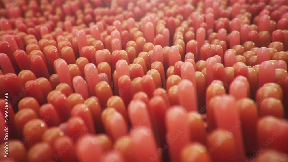 Intestinal villi. Intestine lining. Microscopic villi and capillaries ...