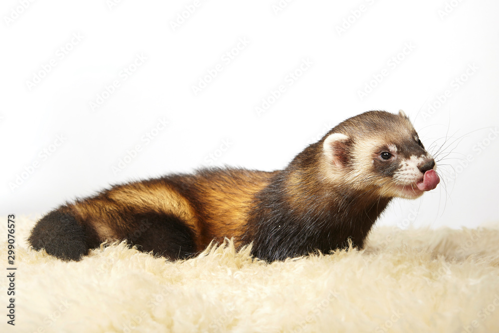 Ferret Colors