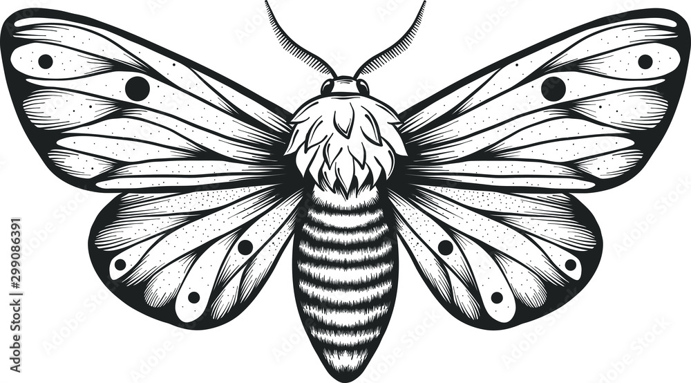 moth, sketch style butterfly illustration, vector illustration isolated ...