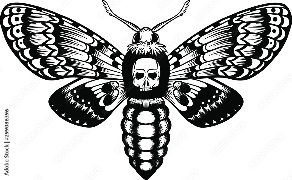 Deaths Head Moth Drawing