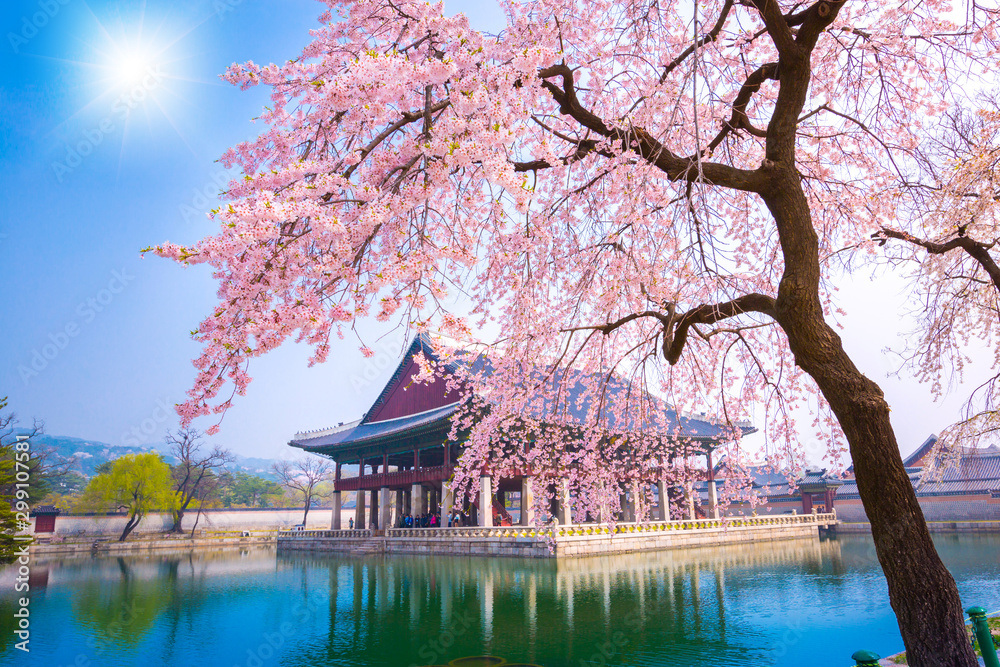 Gyeongbokgung palace with cherry blossom tree in spring time in seoul ...