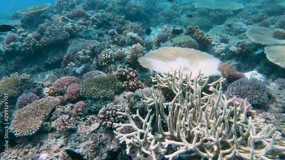 Bleached and damaged coral on a tropical coral reef in Asia Stock Video ...