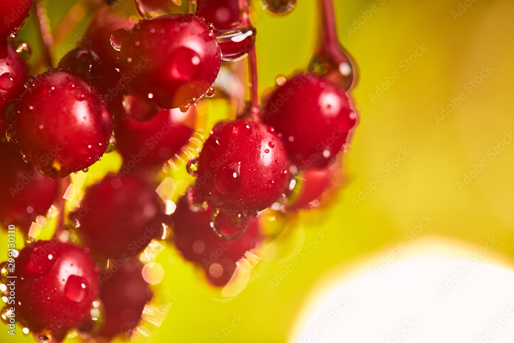 Branches of viburnum (Ukrainian Kalina) berries with its leaves on the ...
