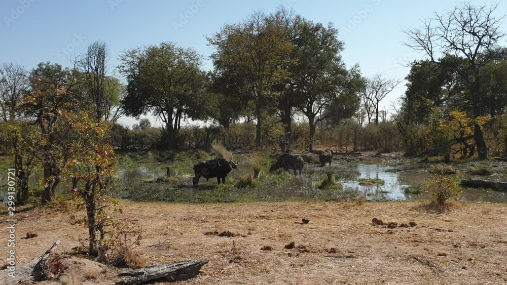 puddle in africa during drought with water buffalo family. Tourism ...