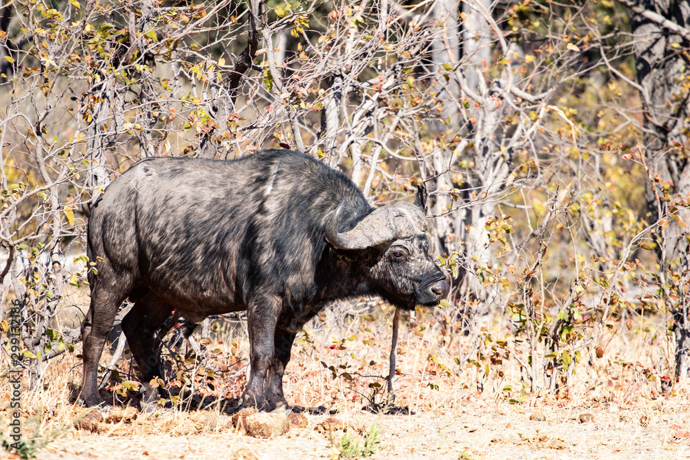 Water Buffalo in Africa close to a pod for drinking. Tourism safari in ...