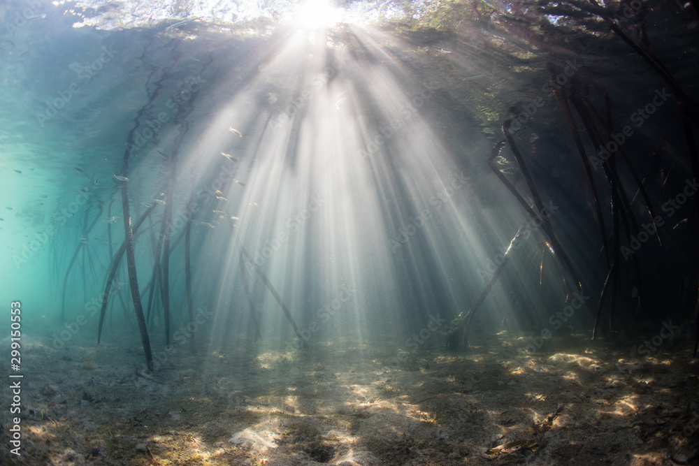 Sunlight descends through the canopy of a mangrove forest in Komodo ...