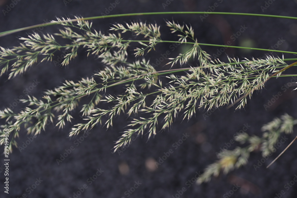Feather reed grass (Calamagrostis brachytricha) is a poaceae perennial ...