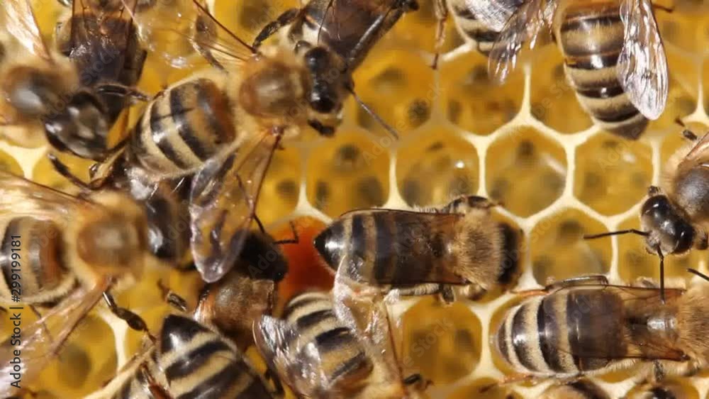 Excited bee with Varroa mite on its body. Panic caused by bee ...