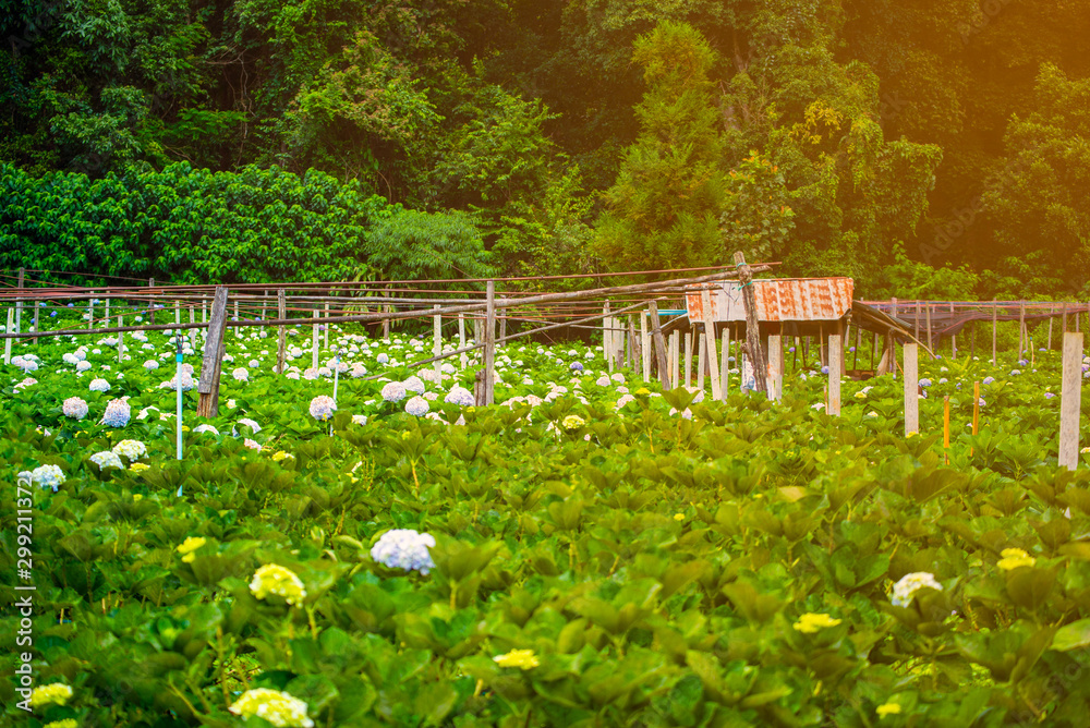 Hydrangea flower field in Chom Thong District Chiangmai thailand,is one ...