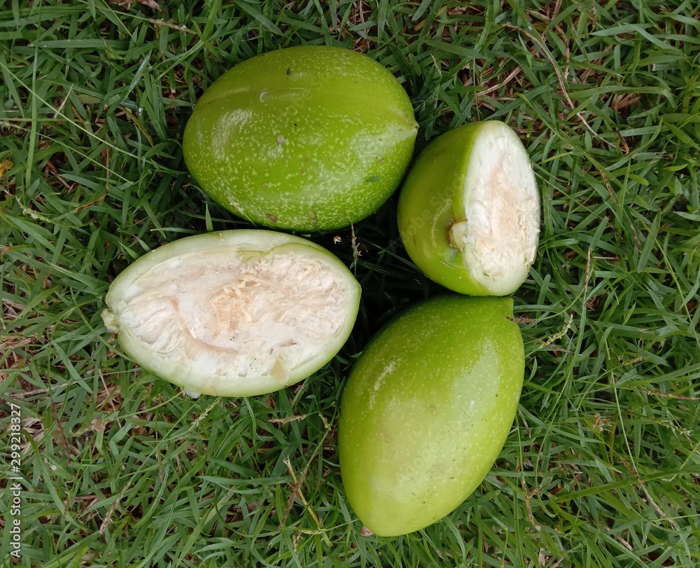 Cerbera odollam fruit is a small perennial plant Flowering into a ...