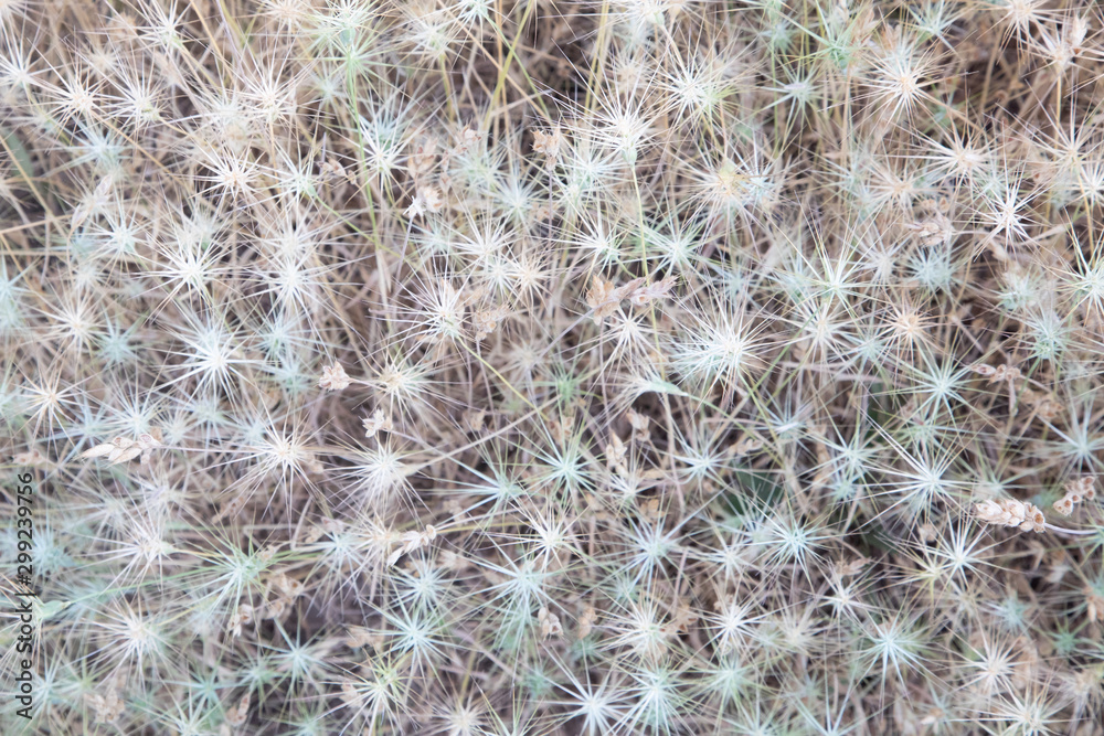 White seed head pattern and texture with dark underlay Stock Photo ...