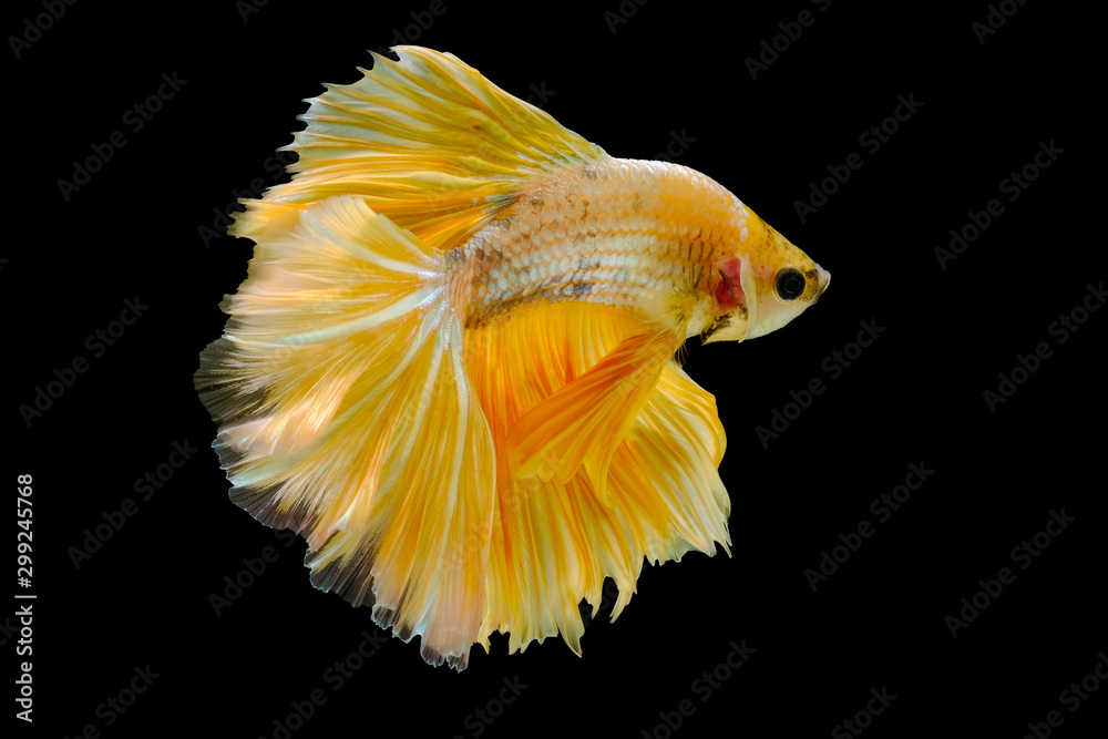 Yellow Halfmoon Betta