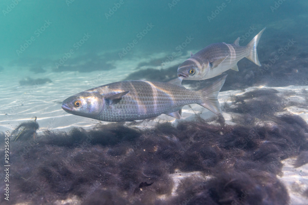 Underwater shot of Mulletts, of the family Mugilidae, also known as ...