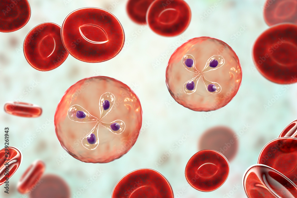 Babesia parasites inside red blood cell, the causative agent of ...