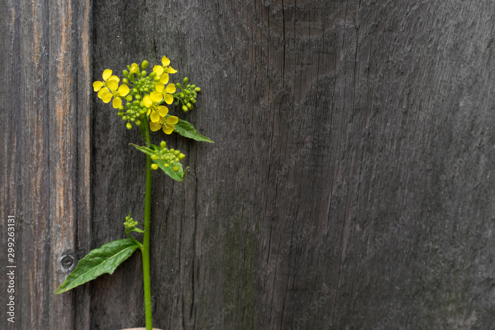 Wild rapeseed flower also known as rape or oilseed rape Stock Photo ...