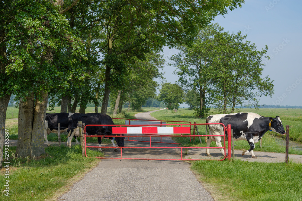 cows cross the road at a designated place on their way to the barn to ...