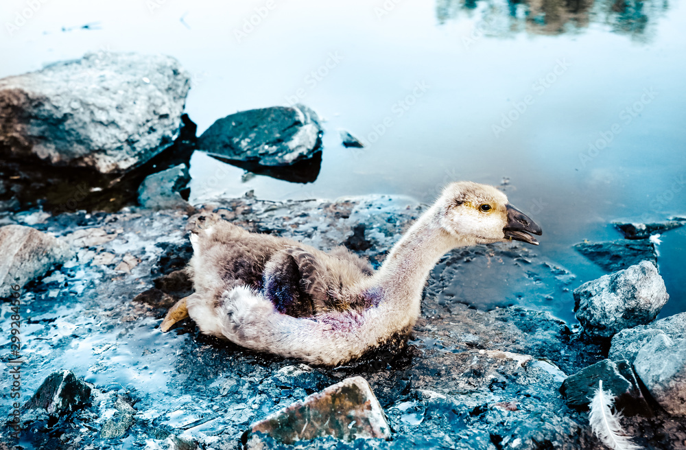 Bird stuck in polluted water with tar. Dying animals in industrial ...