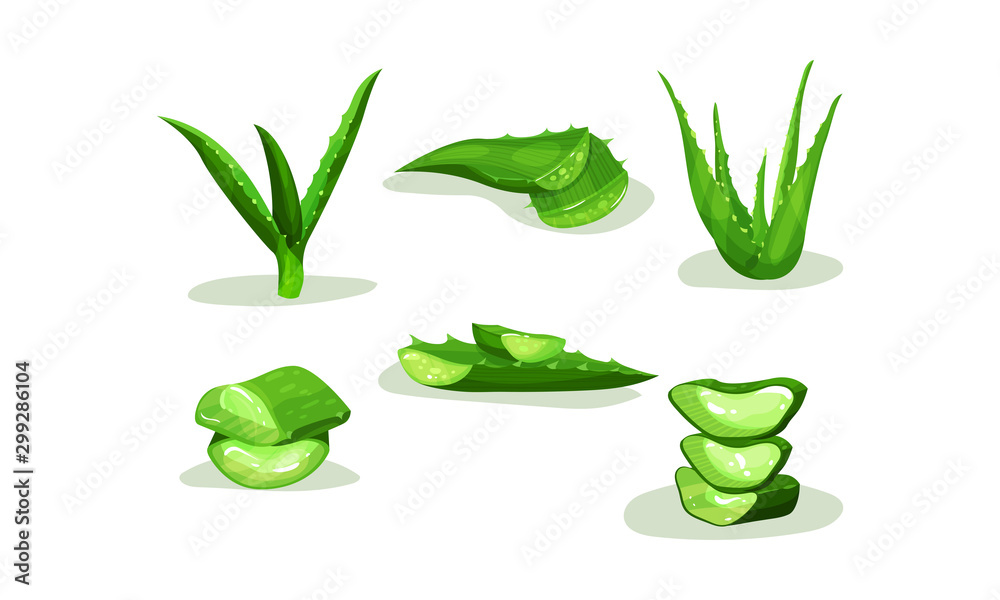 Aloe Vera Plant With Cross-cut Sections Vector Illustrated Set Stock ...