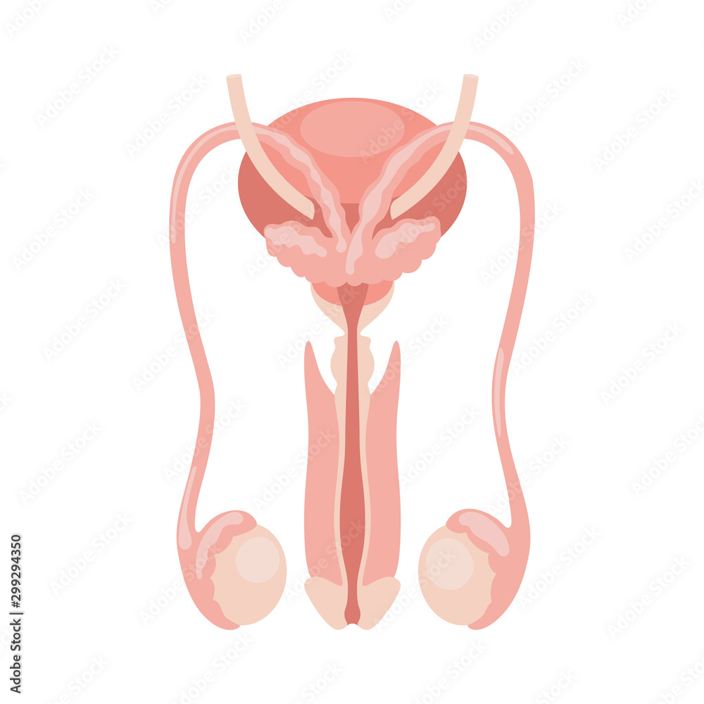 Male Reproductive System Stock Vector Adobe Stock