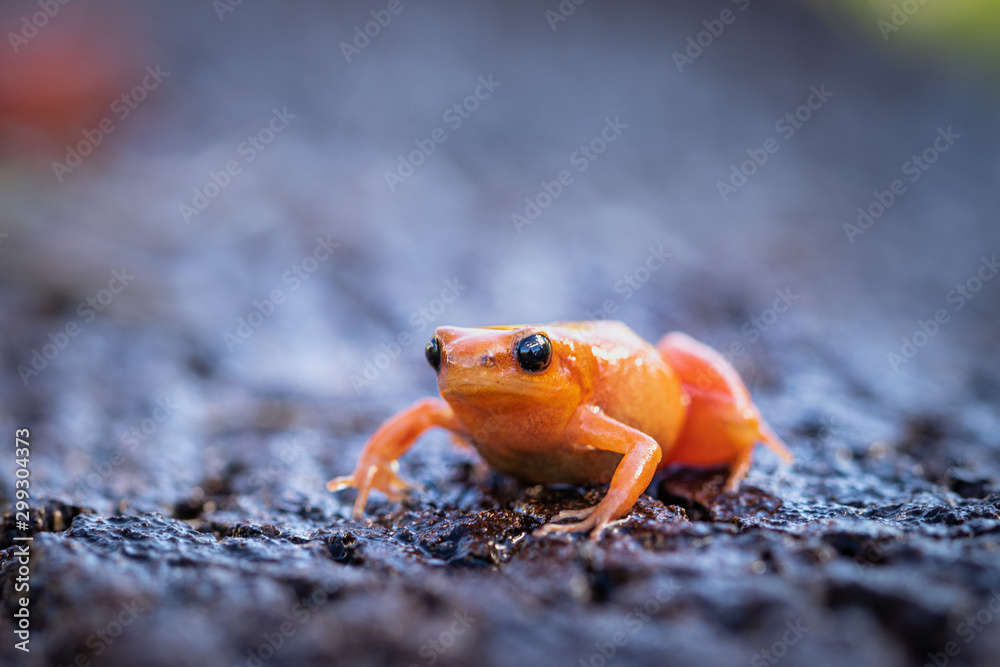 Super Cute Exotic Animals