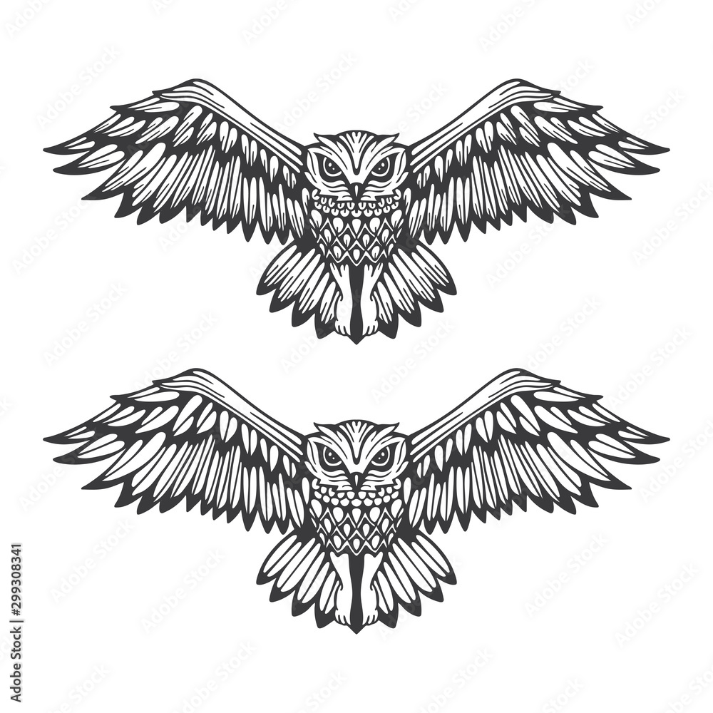 Owl Wings Spread Drawing