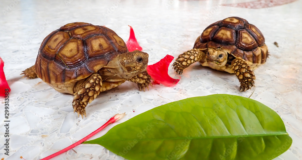 Baby Turtle Eating Flower