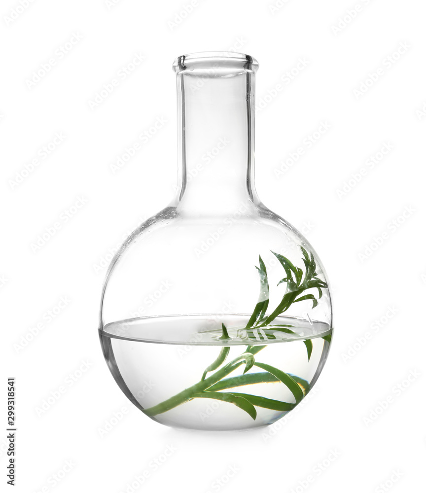 Round bottomed flask with plant on white background Stock Photo | Adobe ...