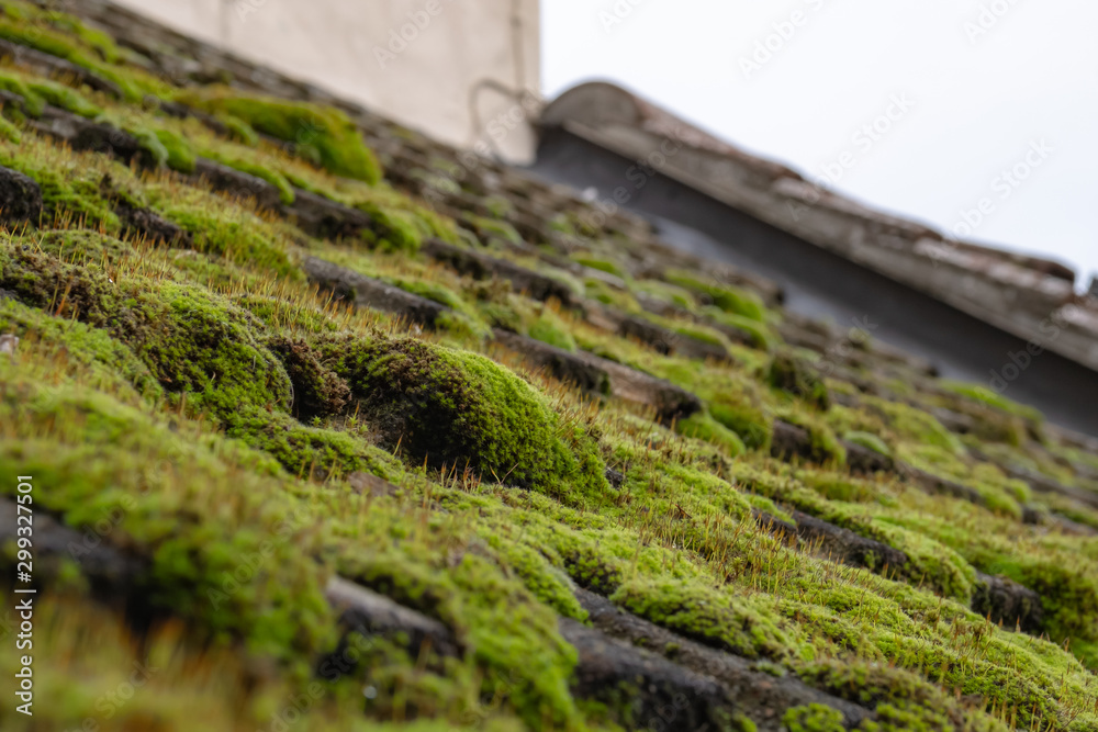 Shallow focus of a build-up of moss seen on a damp, south facing ...