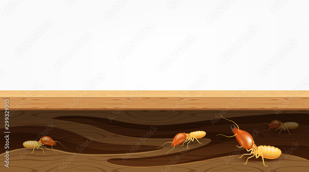 termite nests in the wood plank, termites destroy table, door, and ...