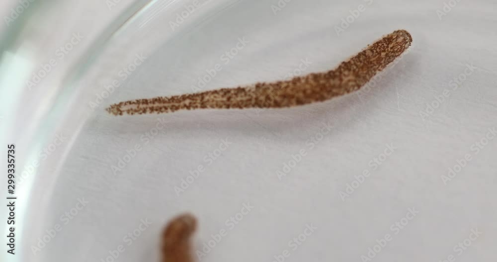 Leeches are segmented worms that belong to the phylum Annelida and ...