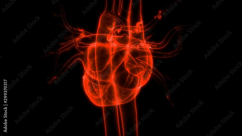 Human Heart beat Anatomy Stock Video | Adobe Stock