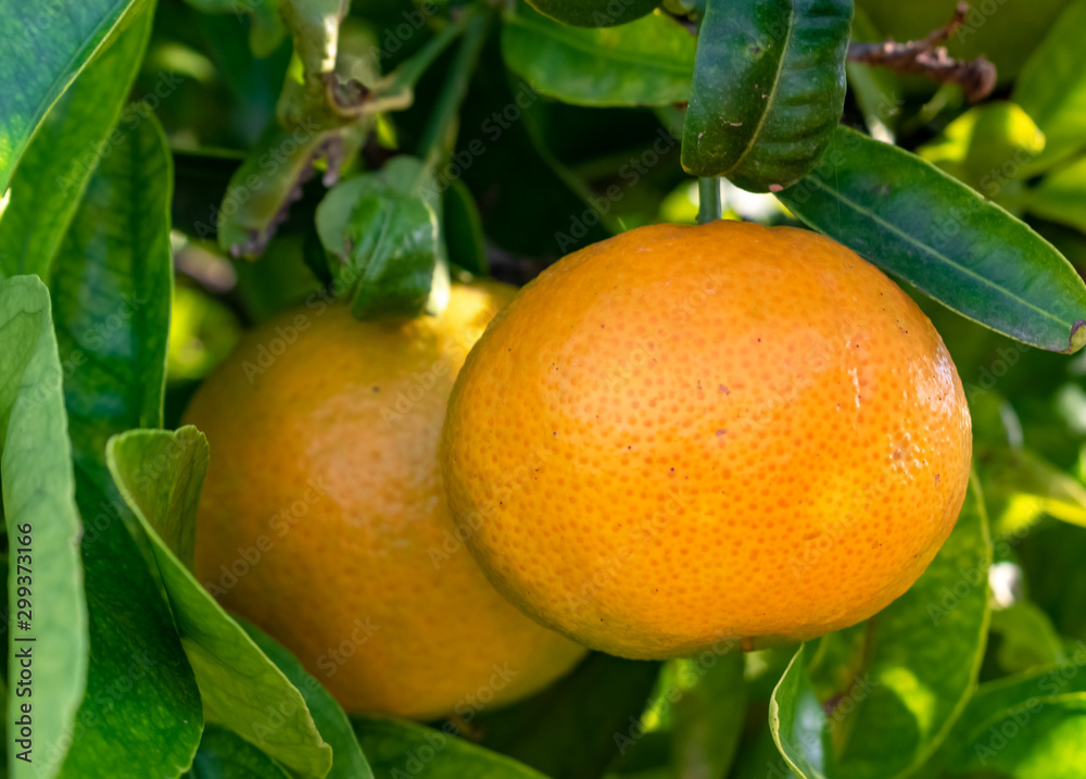 Clementinas naturales en su arbol. Stock Photo | Adobe Stock