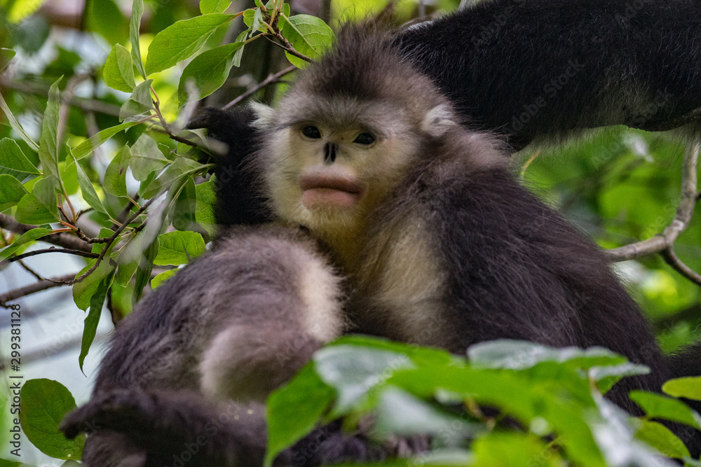 black-and-white snub-nosed monkey, rhinopithecus bieti, Stupsnasenaffe ...