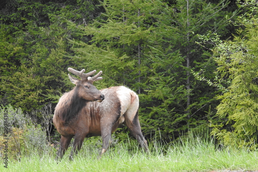 Elk, northern California, just outside of Crescent City. Stock Photo ...