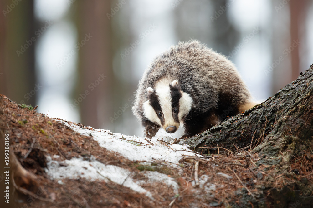 European badger (Meles meles) is a species of badger in the family ...