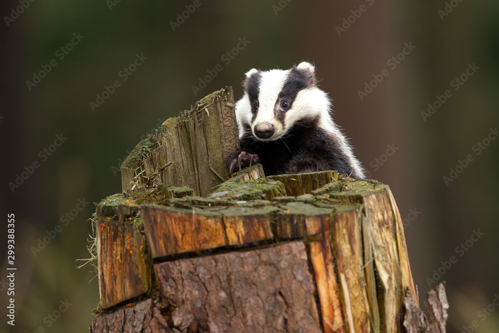 European badger (Meles meles) is a species of badger in the family ...