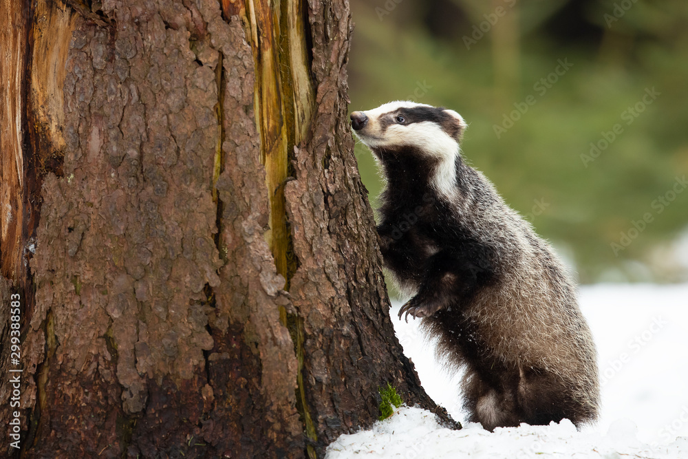 European badger (Meles meles) is a species of badger in the family ...