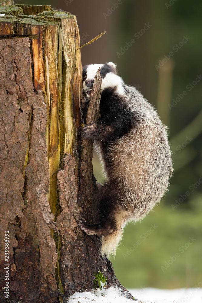 European badger (Meles meles) is a species of badger in the family ...