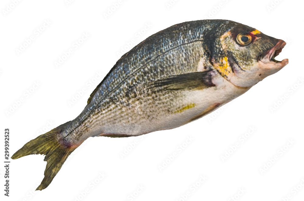 Raw gilt-head sea bream, fish 3d rendering with realistic texture Stock ...