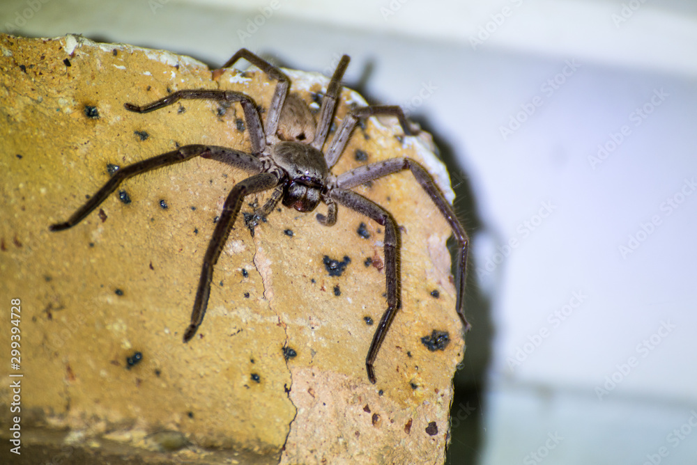 Huntsman Spider Stock Photo | Adobe Stock