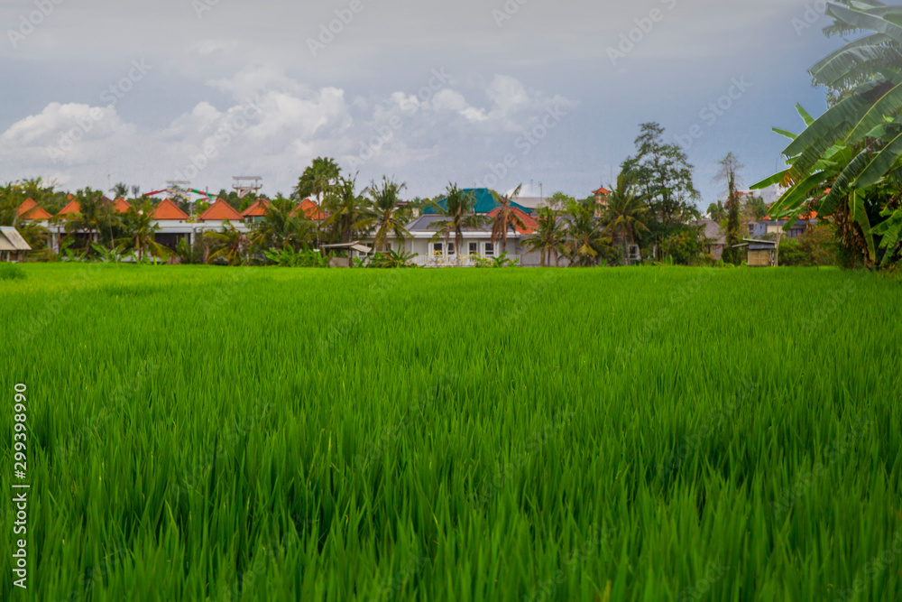 Rice field with houses in background.Agricultural landscape with rows ...