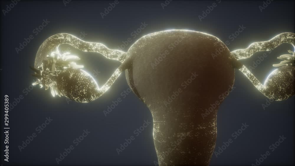 Female Reproductive System Anatomy animation Stock Video | Adobe Stock