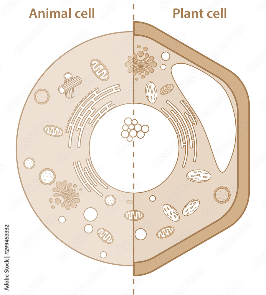 Comparison between plant and animal cells showing different organelles ...